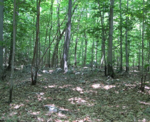 What does “Old-Growth” really mean? It depends. (Installment 1 of 6 ...