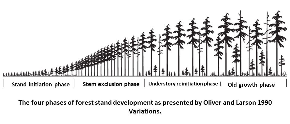 What does “Old-Growth” really mean? It depends. (Installment 1 of 6 ...