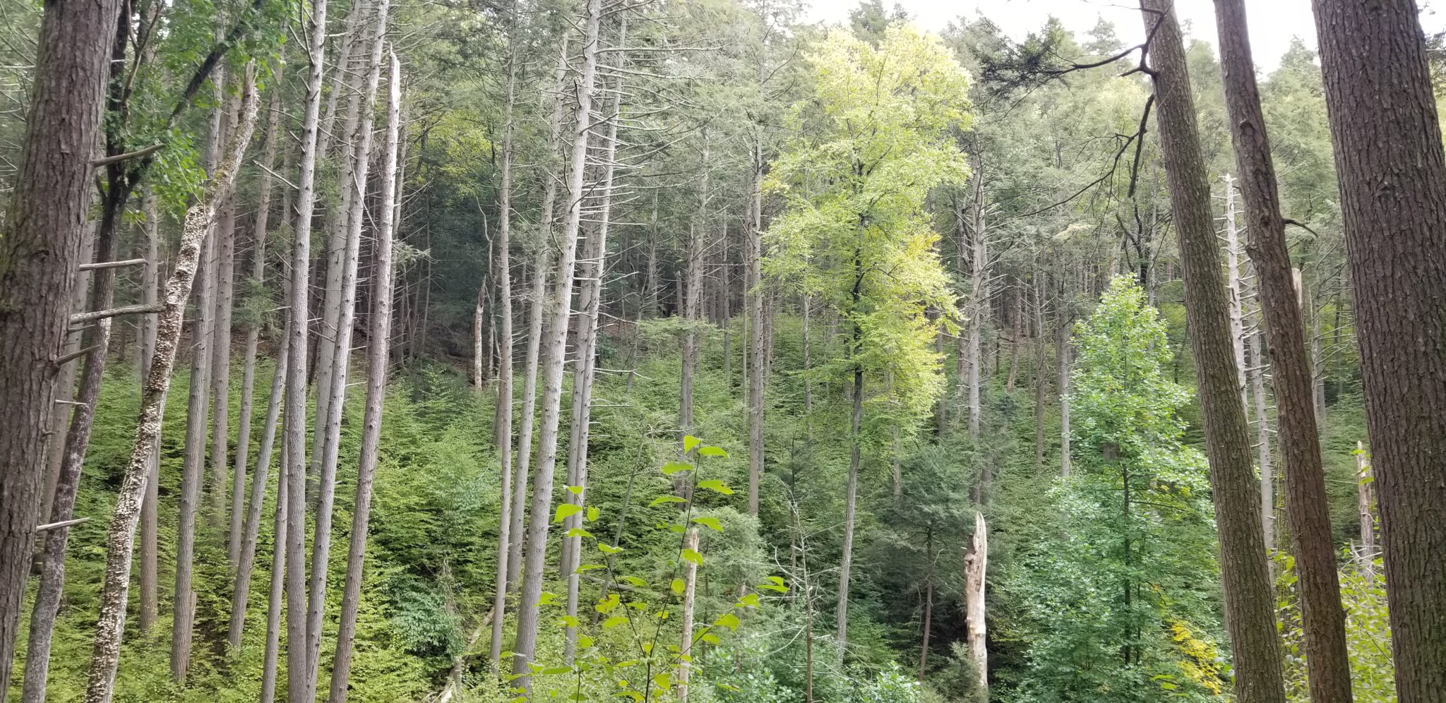 What Does “Old-Growth” Really Mean? It depends – Example 2 - Eastern ...