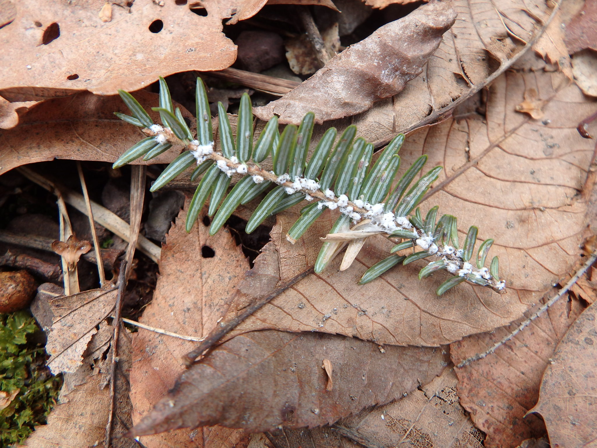 What Does “Old-Growth” Really Mean? It depends – Example 2 - Eastern ...
