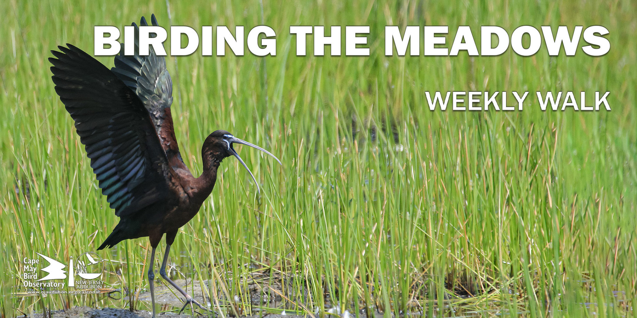 Cape May Bird Observatory | New Jersey Audubon
