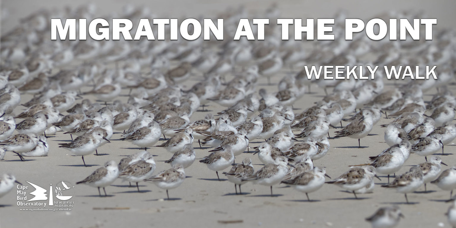 Cape May Bird Observatory | New Jersey Audubon