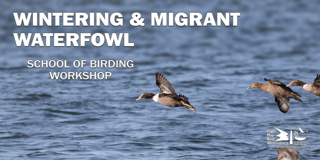 Wintering and Migrant Waterfowl | New Jersey Audubon