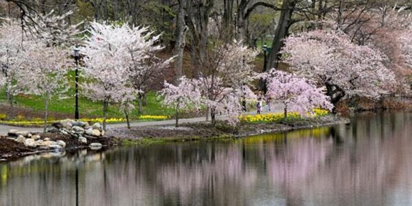Branch Brook Park Birding Walk | New Jersey Audubon