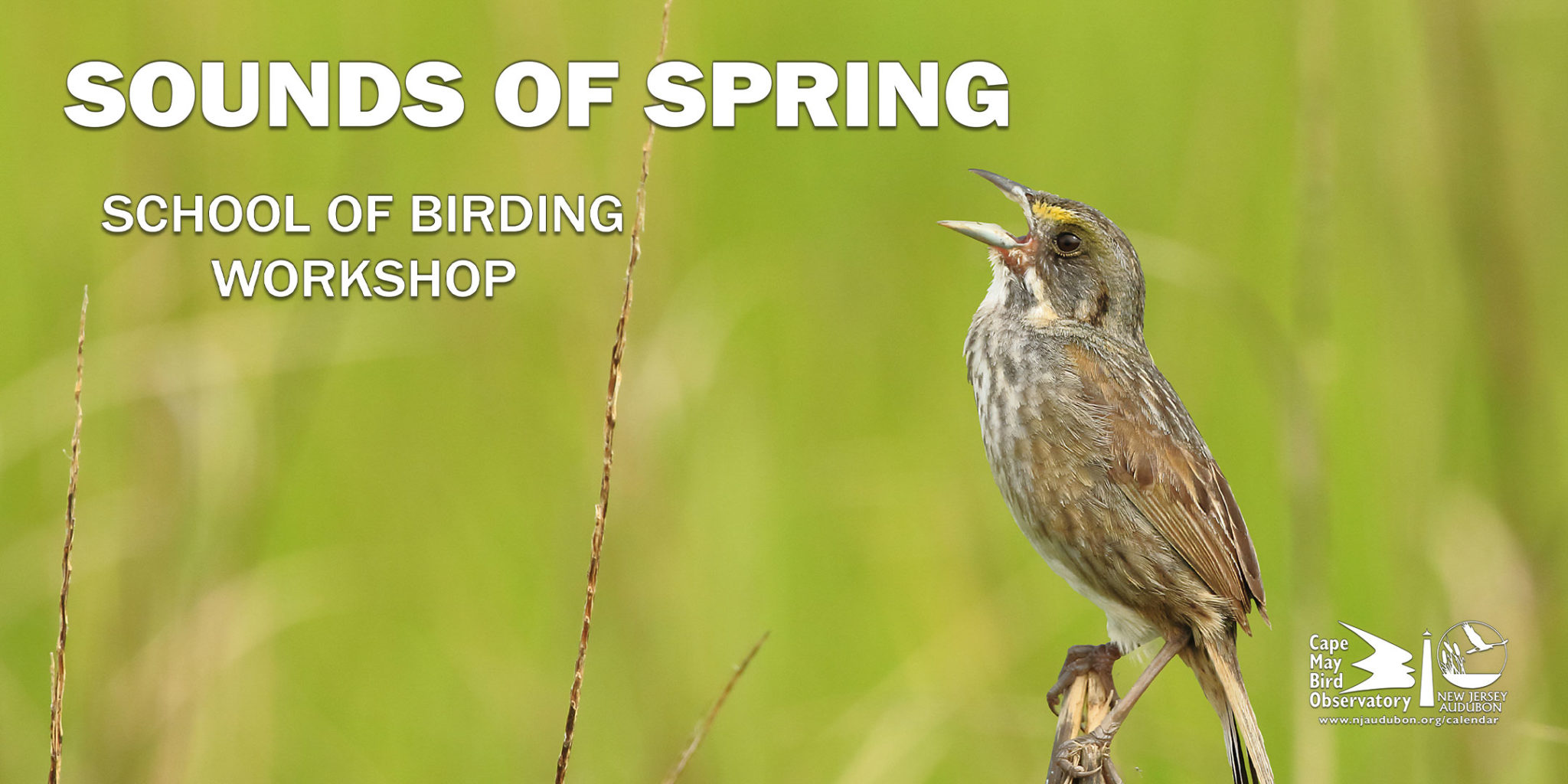Sounds of Spring | New Jersey Audubon