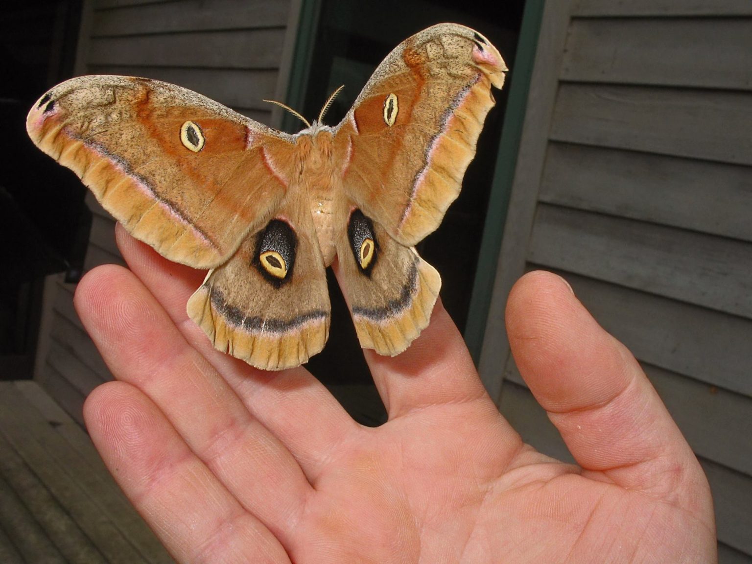 A Starry Night with the Moths | New Jersey Audubon