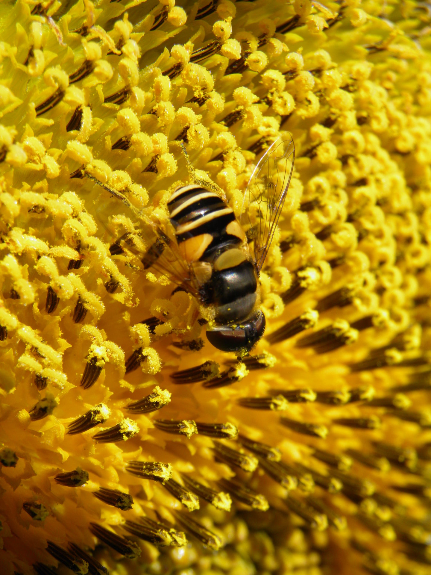 To Plant a Pollinator Garden is to Believe in Tomorrow! | New Jersey ...