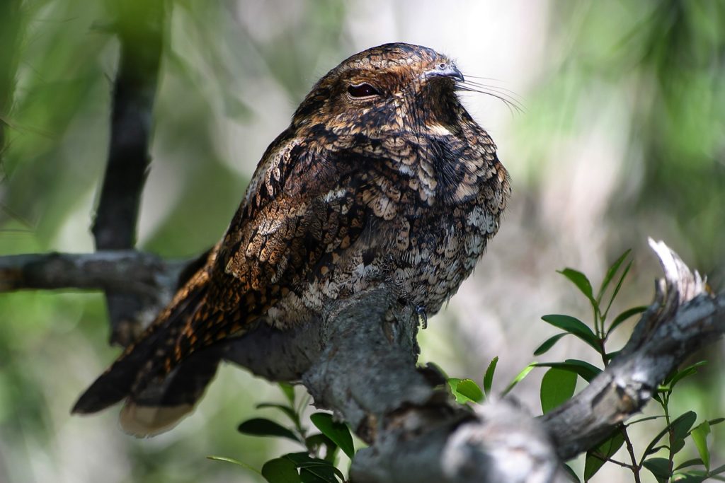 Eco Travel | New Jersey Audubon