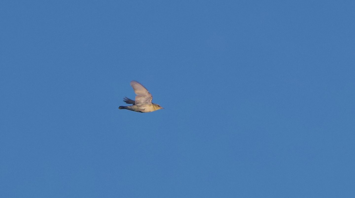 MORNING FLIGHT SONGBIRD COUNT 2022 - August 9-16 Summary | New Jersey ...