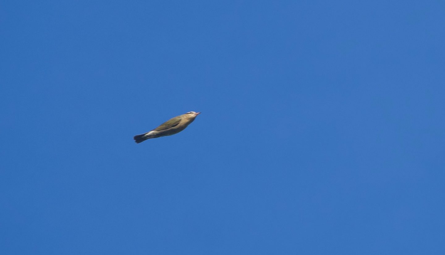 MORNING FLIGHT SONGBIRD COUNT 2022: August 1-8 Summary | New Jersey Audubon