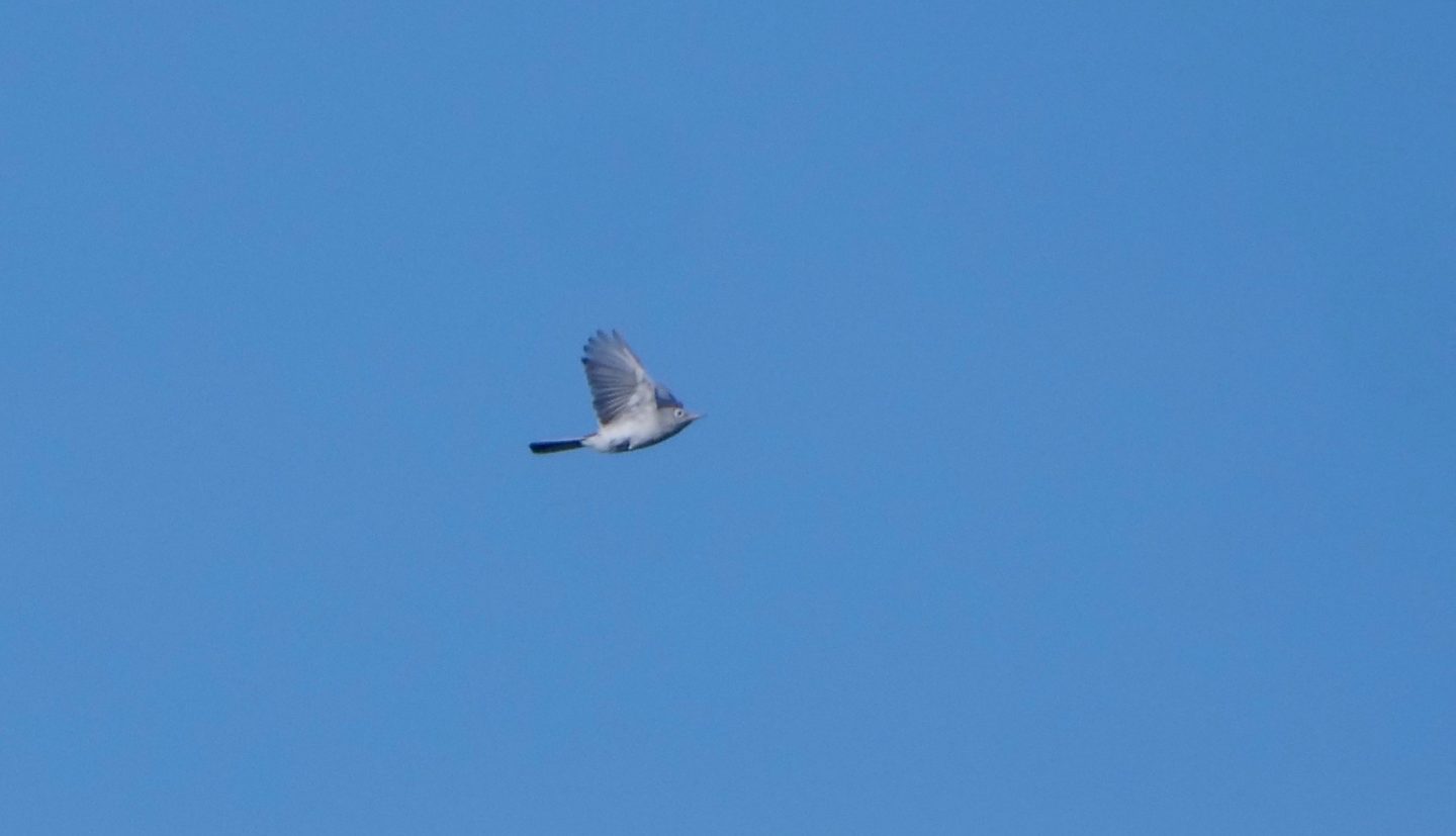 MORNING FLIGHT SONGBIRD COUNT 2022 - August 17-24 | New Jersey Audubon