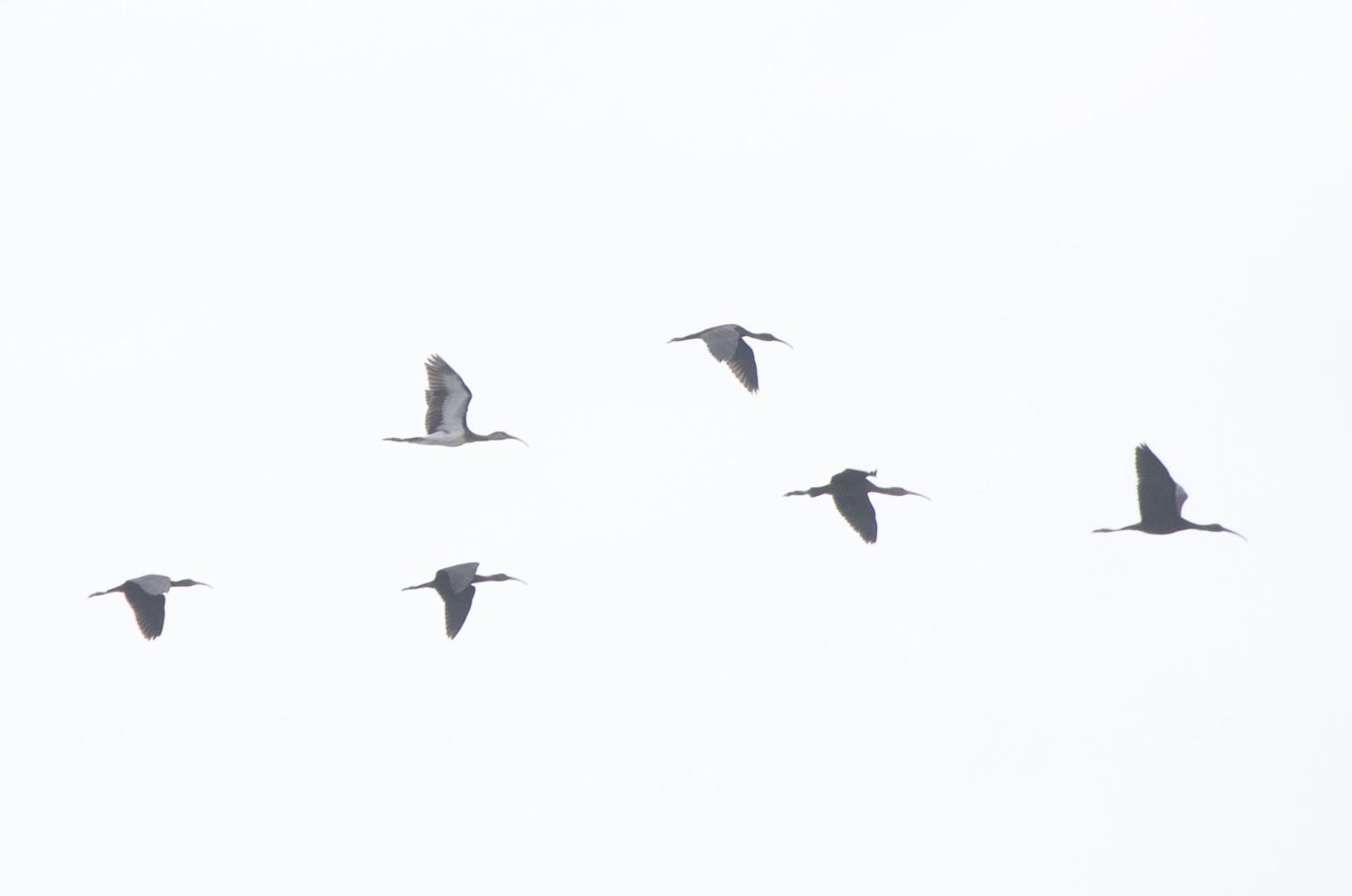 CAPE MAY HAWKWATCH: Early-September Update | New Jersey Audubon