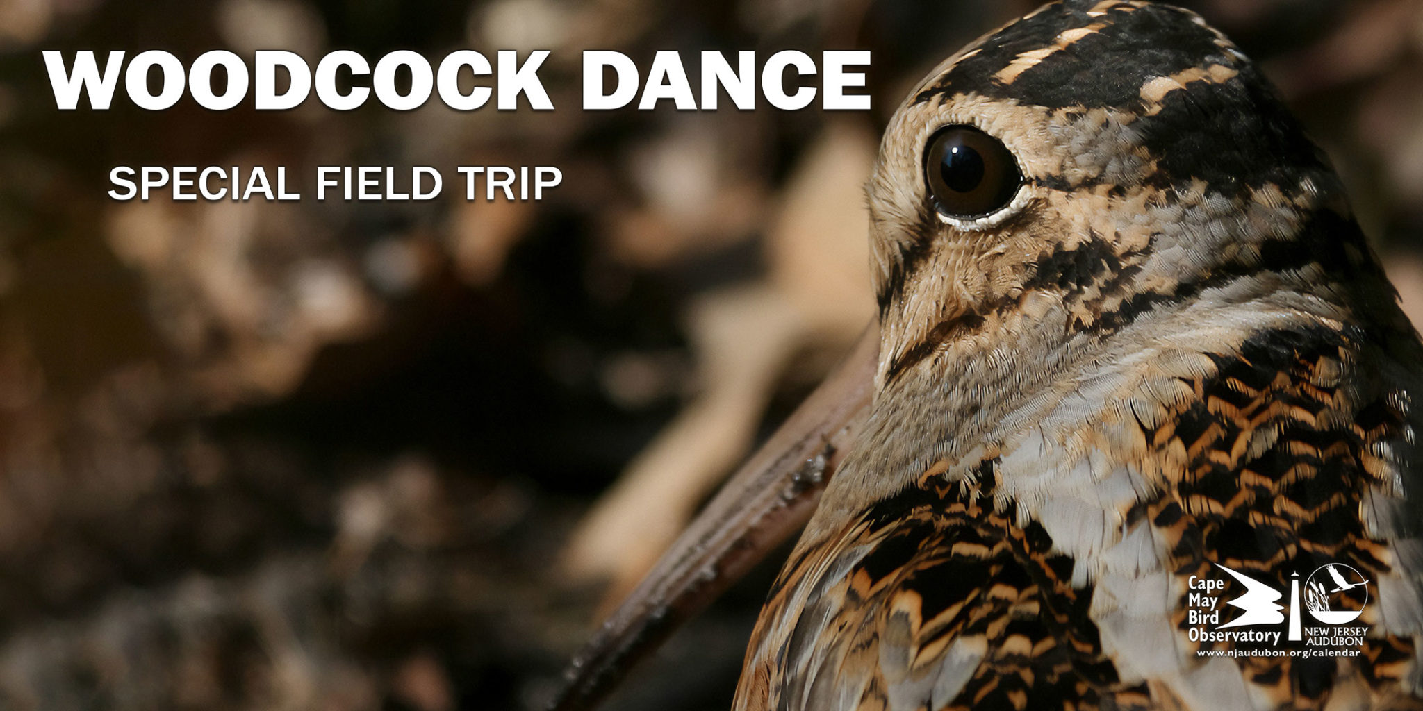 Woodcock Dance | New Jersey Audubon