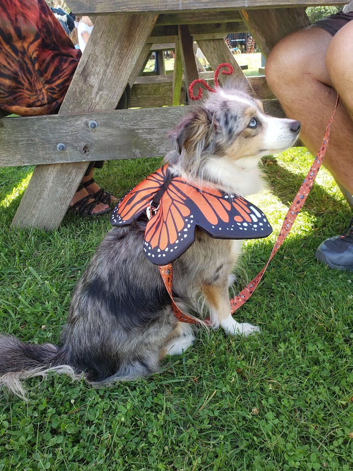 Monarch Festival at the Nature Center of Cape May | New Jersey Audubon