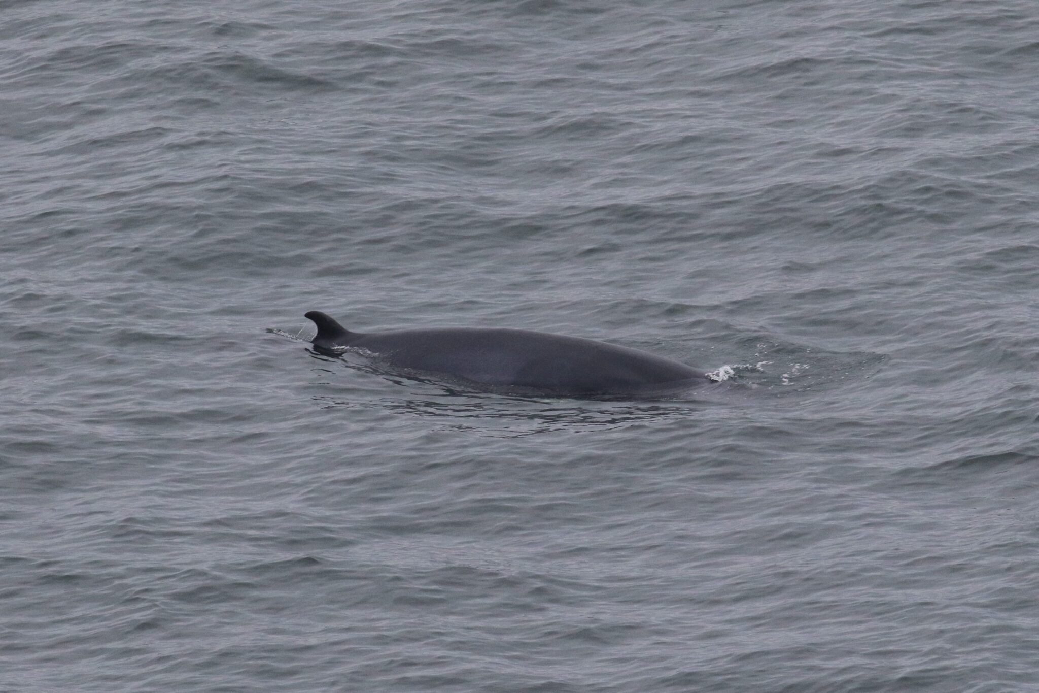 CAUGHT IN MONHEGAN'S TRAP Eco-Travel Summary | New Jersey Audubon