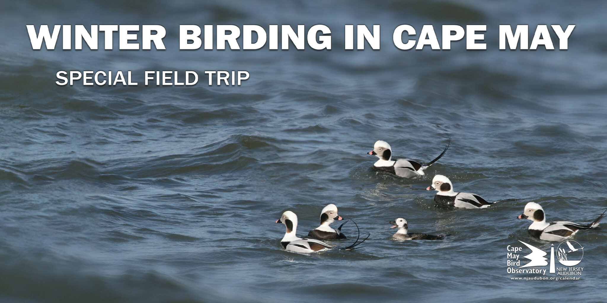 Events from March 1 – March 18 › Cape May Bird Observatory’s Northwood ...
