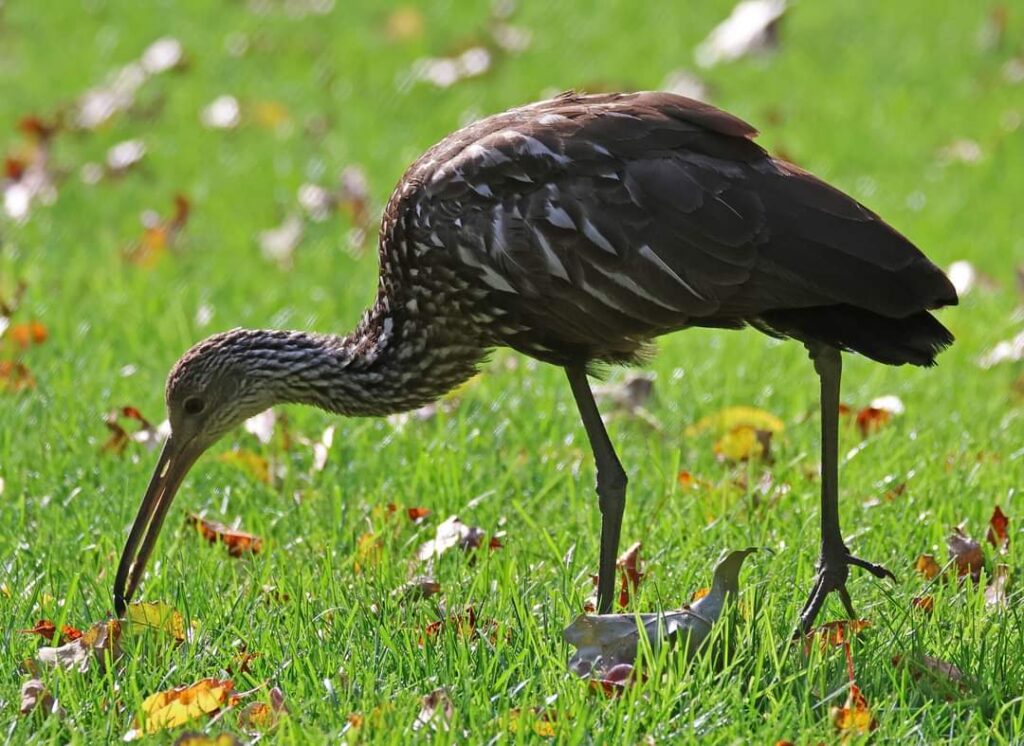 New Jersey’s First Limpkin | New Jersey Audubon