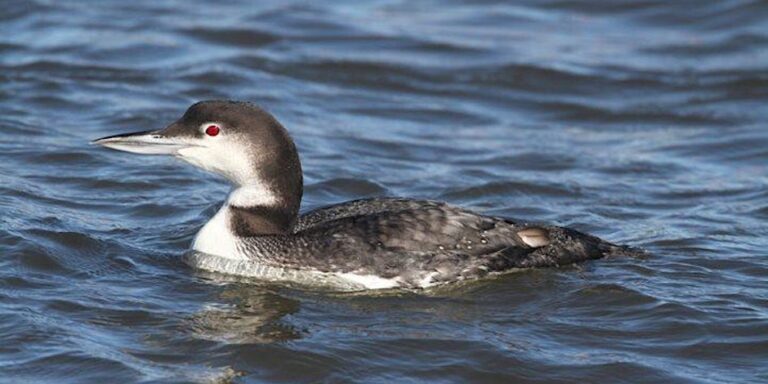 NJ Audubon: Old Bridge Waterfront Park Bird Walk | New Jersey Audubon