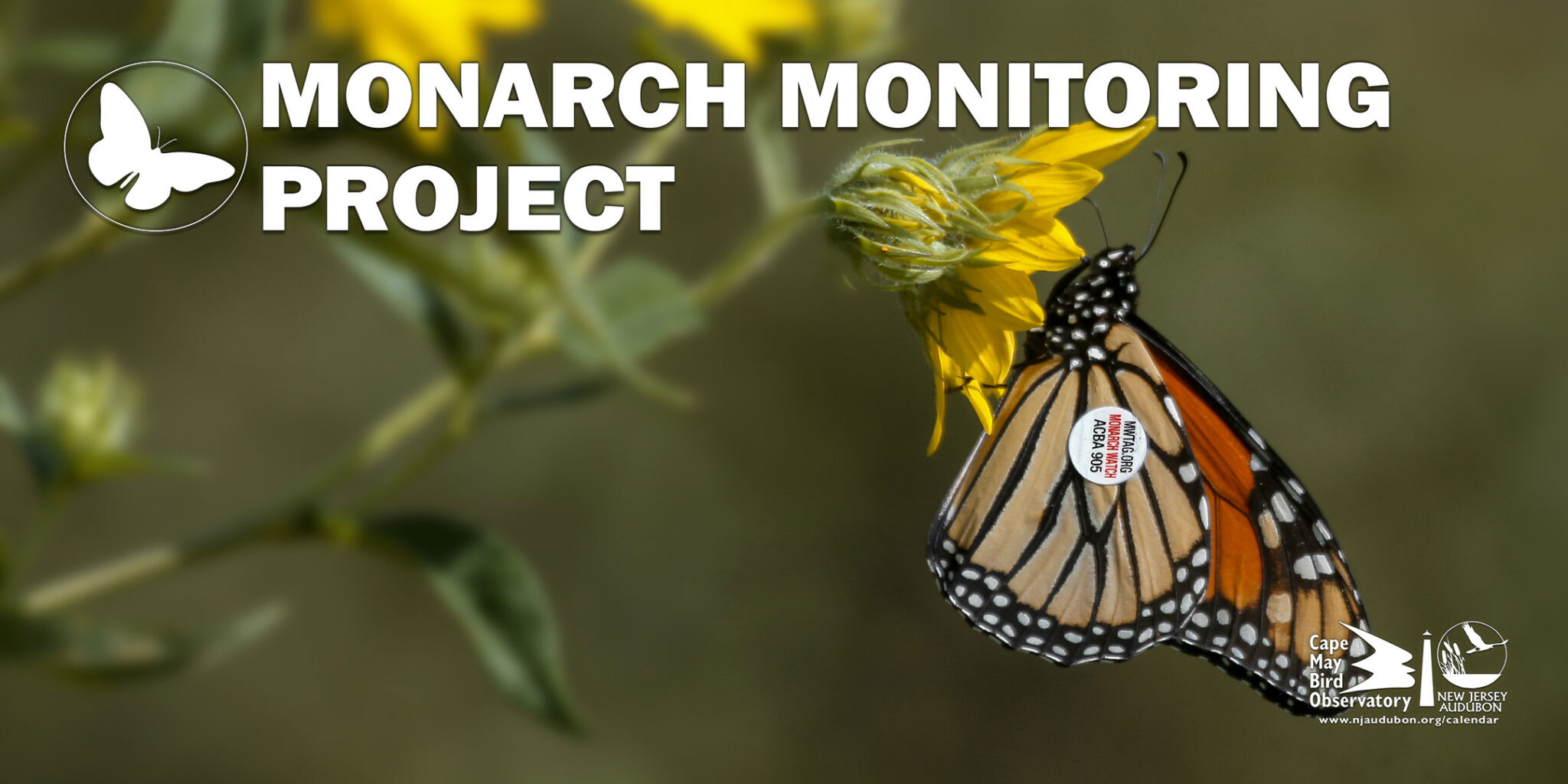 Cape May Monarch Monitoring Project Annual Report 2024 | New Jersey Audubon