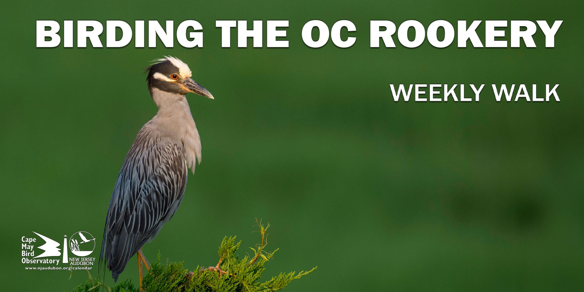 Cape May Bird Observatory | New Jersey Audubon