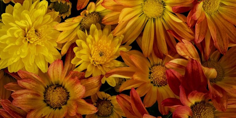 NJ Audubon Digital Photography Workshop 9: Flower Photography | New ...
