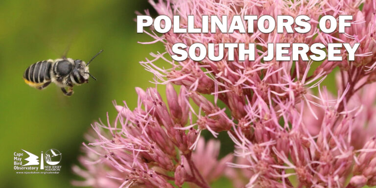 Pollinators of South Jersey | New Jersey Audubon