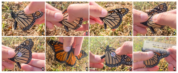 Monarch Monitoring Project | New Jersey Audubon