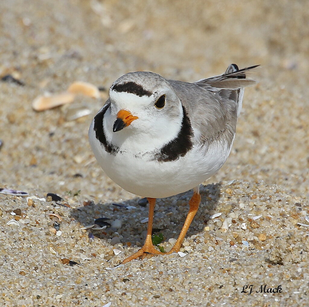 The Sandy Hook Century Run / All Things Birds World Series of Birding ...
