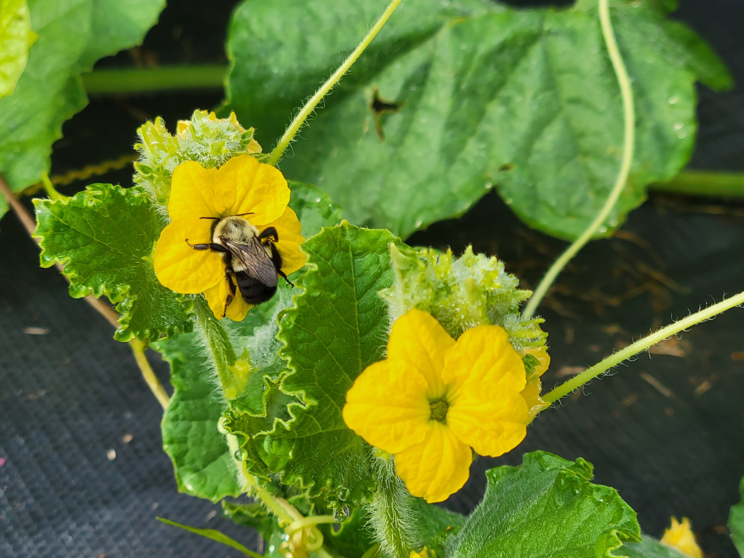 What is a pollinator? Why are they important? | New Jersey Audubon