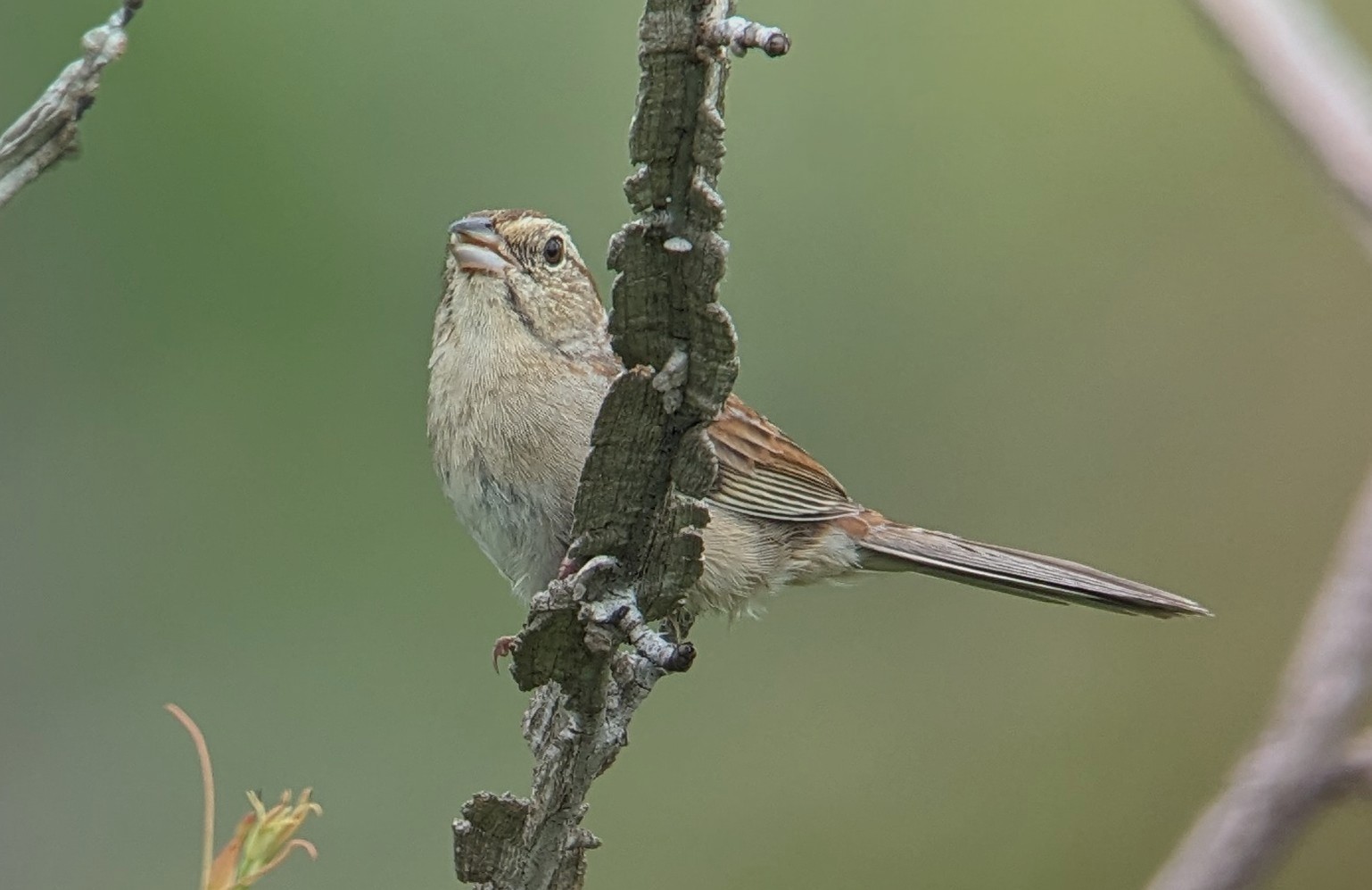 NJ Audubon Eco-Travel LOUISIANA CAJUN COUNTRY April 23-30, 2024 With ...