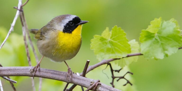 NJ Audubon: Summer Nature Stroll | New Jersey Audubon