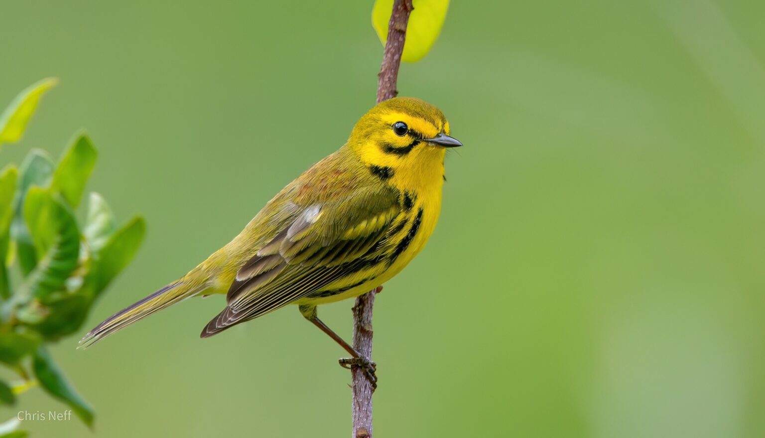 Donate to NJ Audubon | New Jersey Audubon