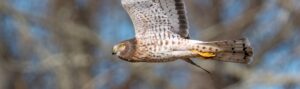 Migration Watches | New Jersey Audubon