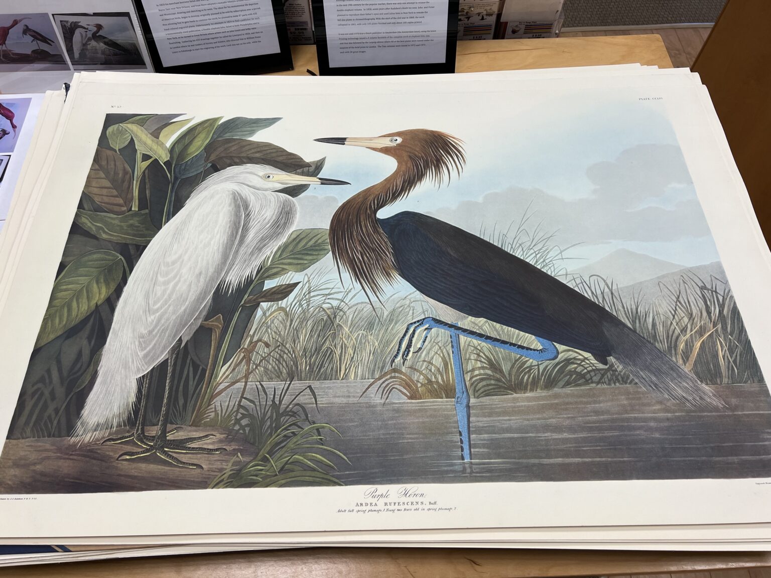 John James Audubon: A Visionary Artist – Presentation by Tom Lamb | New ...