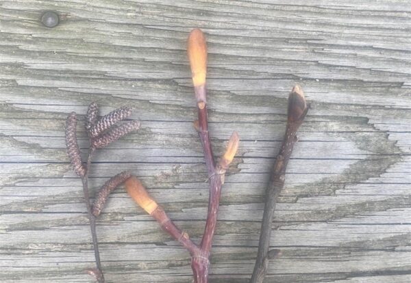 NJ Audubon: Trees in Winter | New Jersey Audubon