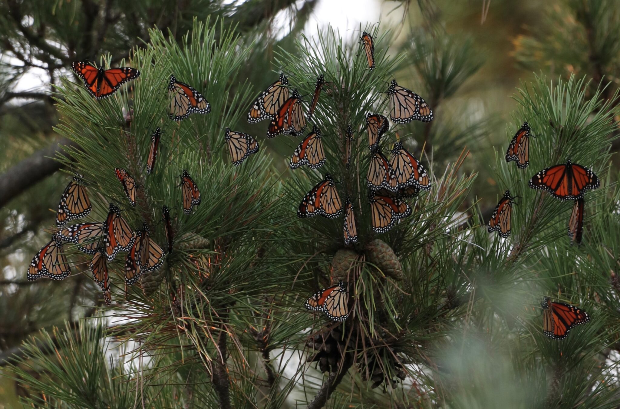 Cape May Monarch Monitoring Project Annual Report 2024 | New Jersey Audubon