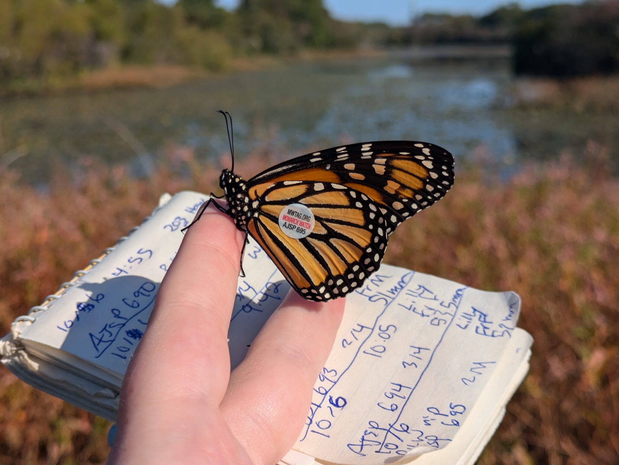 Cape May Monarch Monitoring Project Annual Report 2024 | New Jersey Audubon