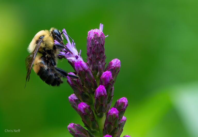 Policy Updates | New Jersey Audubon