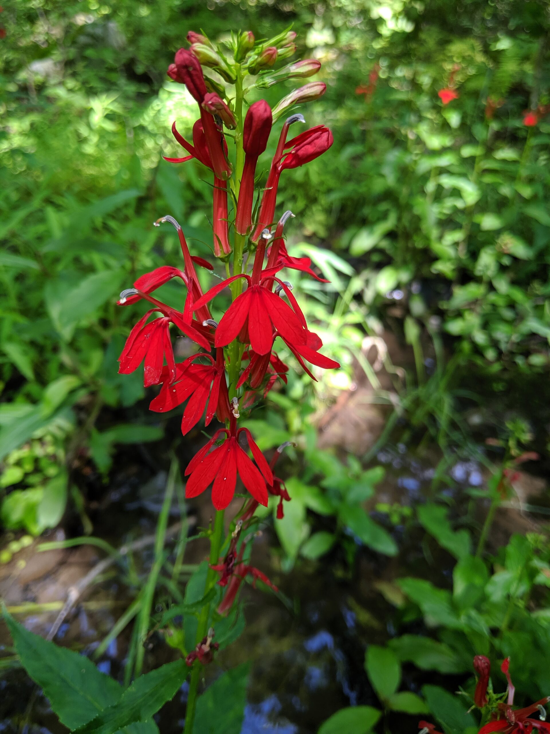 Cardinal Flower | New Jersey Audubon