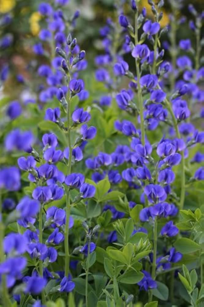 Blue False Indigo | New Jersey Audubon