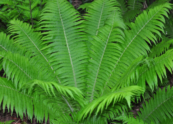 Ostrich Fern | New Jersey Audubon