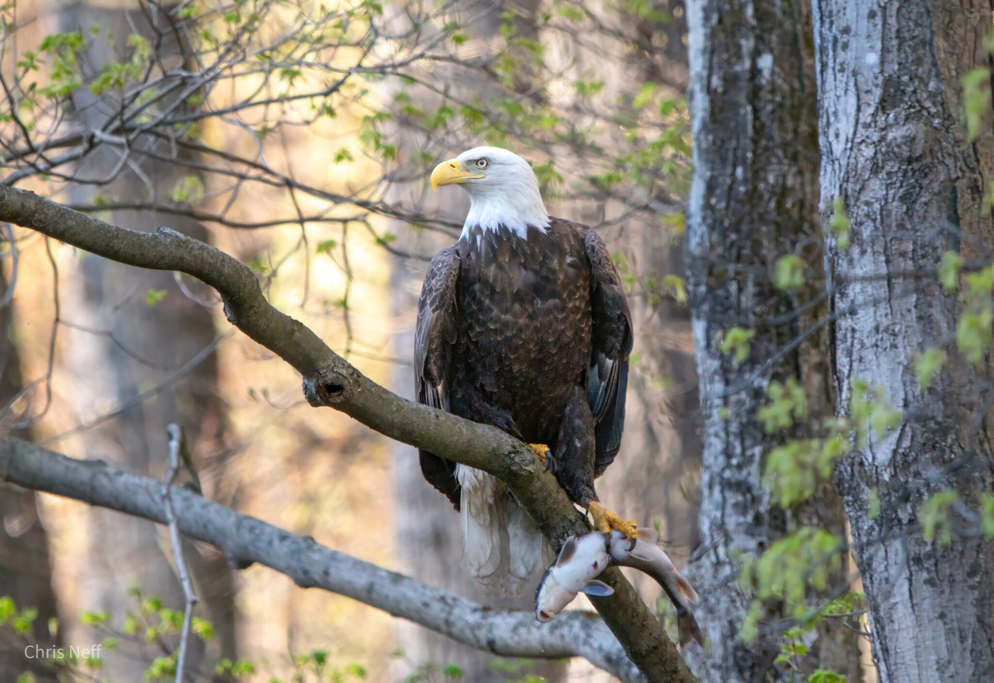 Habitat Damage is Indeed a “Harm” to Endangered Species | New Jersey ...