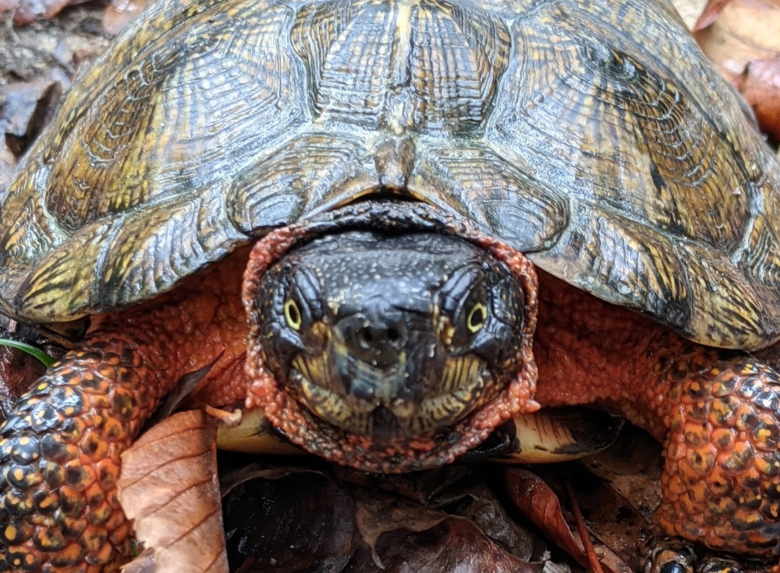 Spotlight on the Wood Turtle for World Turtle Day | New Jersey Audubon