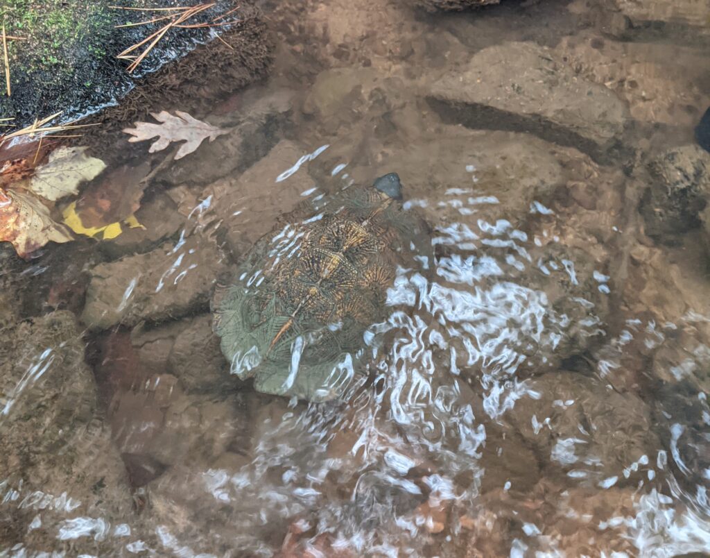 Spotlight on the Wood Turtle for World Turtle Day | New Jersey Audubon