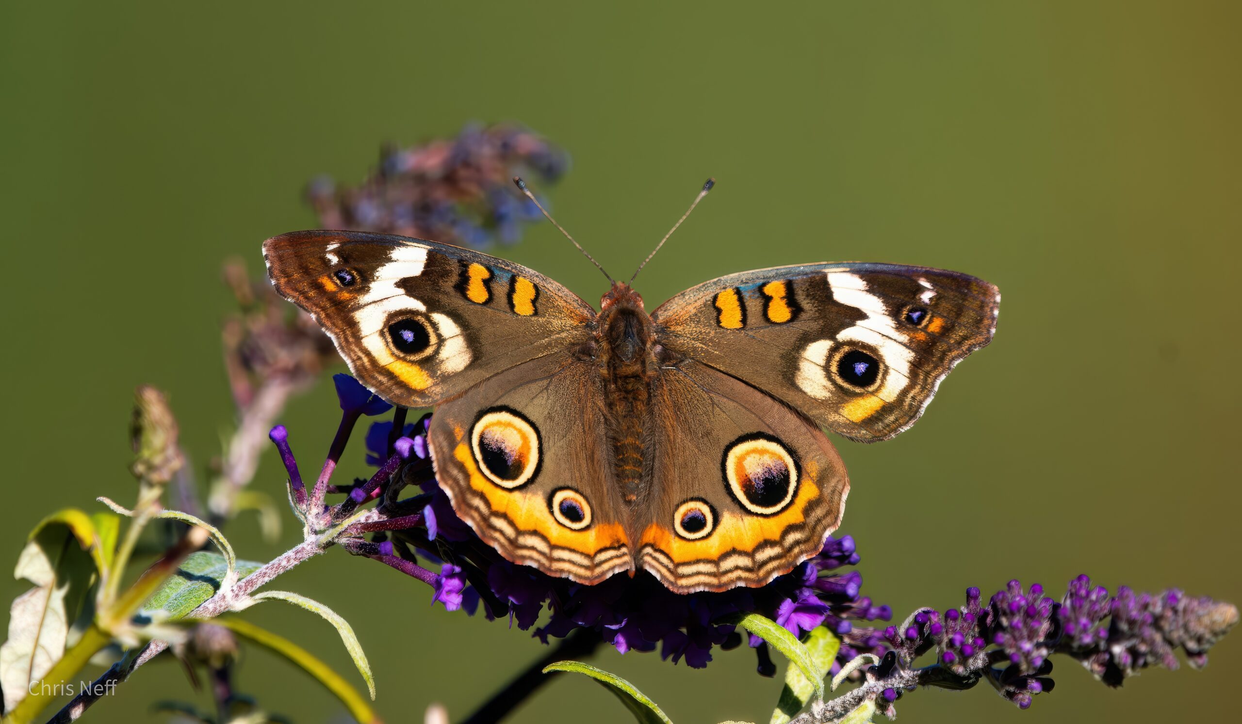 National Pollinator Week – Butterflies | New Jersey Audubon
