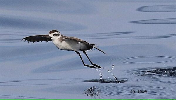 Identifying Summer Seabirds of the Mid-Atlantic | New Jersey Audubon