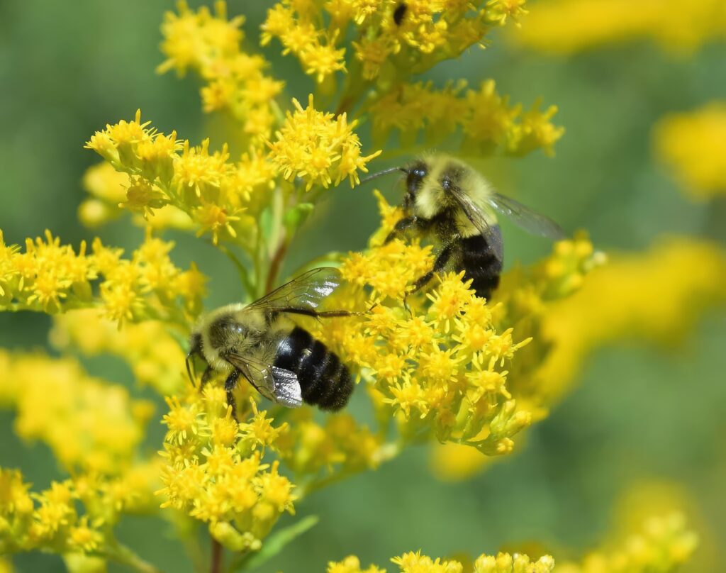 National Pollinator Week – Bumble Bees | New Jersey Audubon