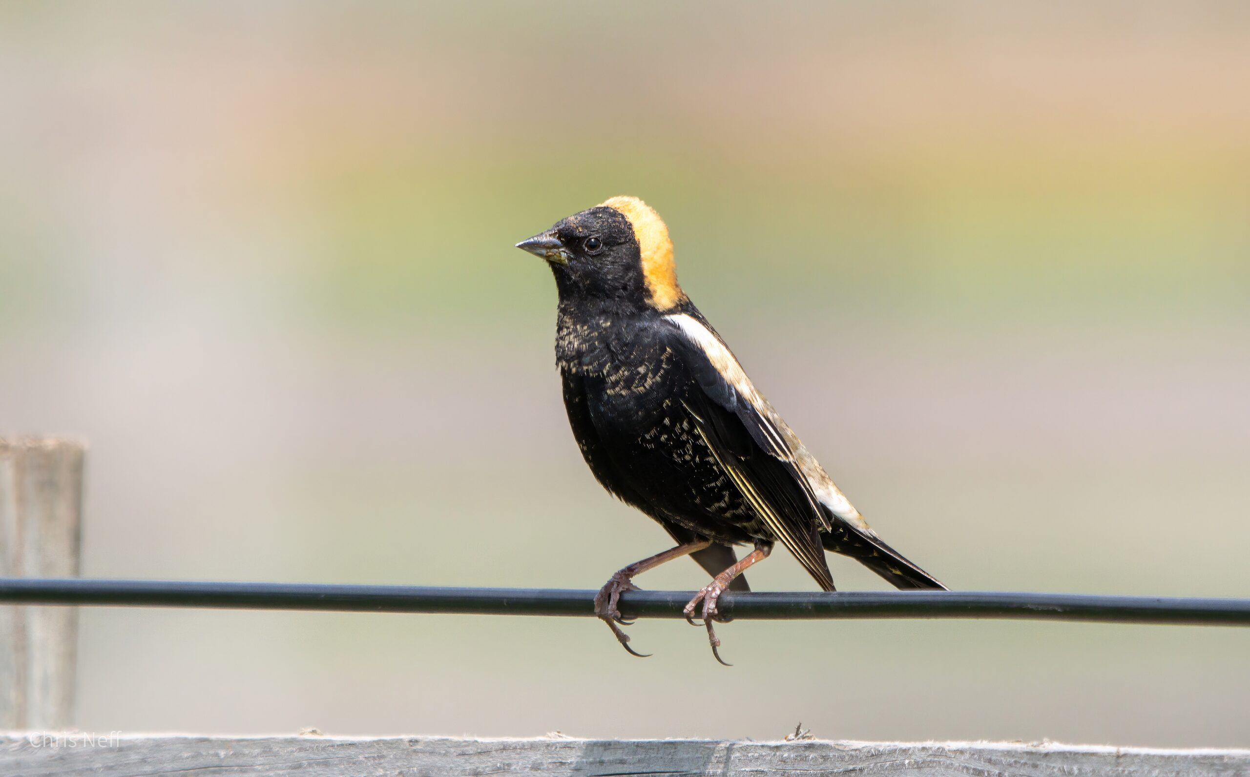 Strawberries, Bobolinks and Allowing Yourself Some Grace | New Jersey ...