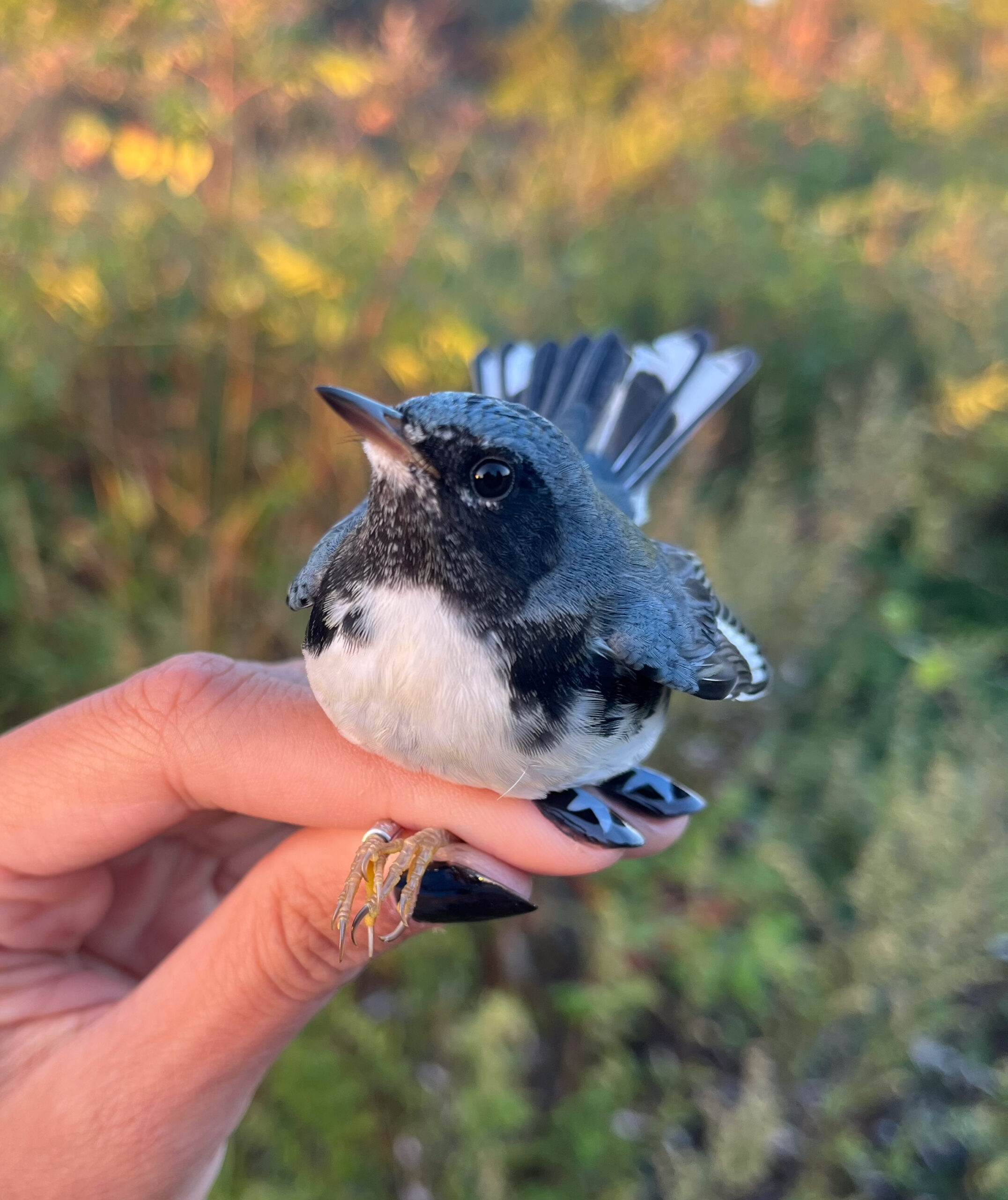 Cape May Bird Observatory Songbird Banding Week 12 and Season Wrap-Up ...