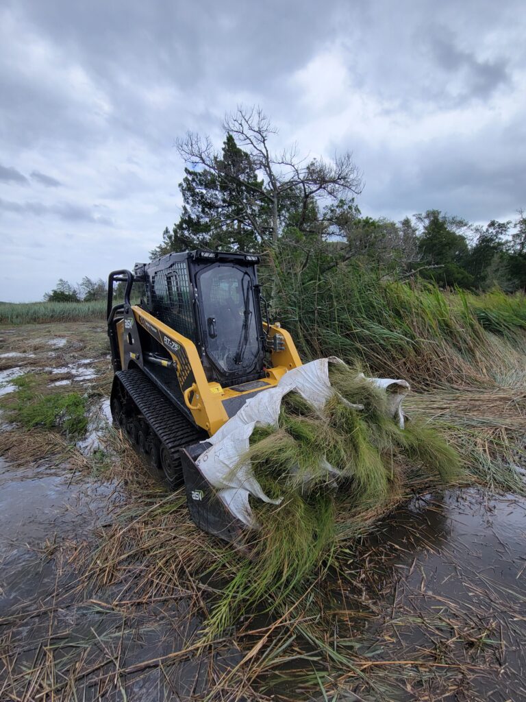 Down by the bay, where the salt hay grows (Wildlife Matters) | New ...